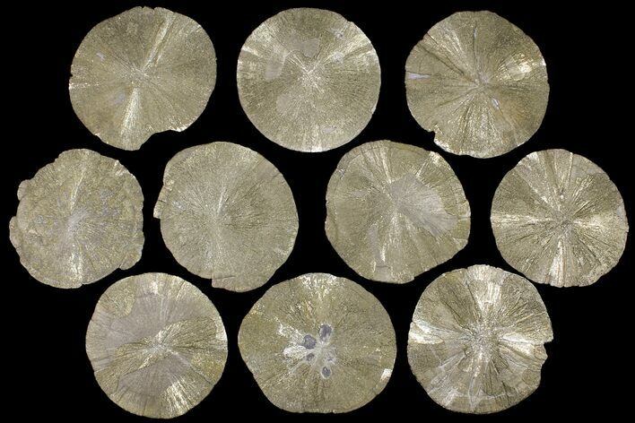 Lot: 4" Pyrite Suns From Illinois - 10 Pieces (#91228) For Sale ...