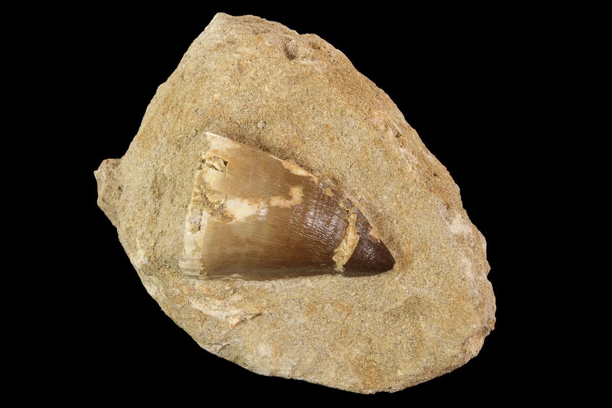 2.2" Mosasaur (Prognathodon) Tooth In Rock - Nice Tooth (#91360) For ...