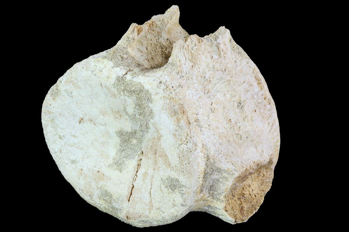 Bargain, 3.3" Plesiosaur (Zarafasaura) Vertebra - Morocco (#91306) For ...