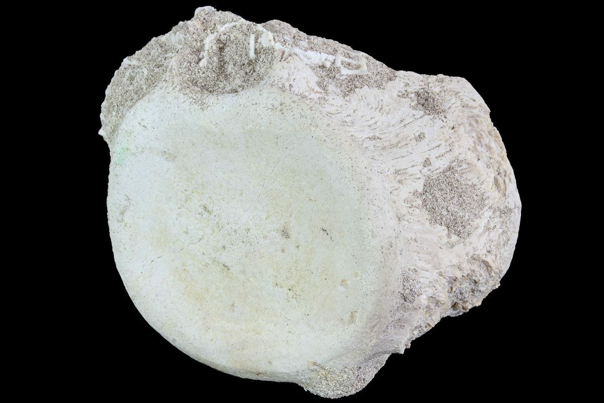 Bargain, 2.7" Plesiosaur (Zarafasaura) Vertebrae - Morocco (#91320) For ...