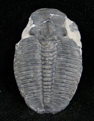 1.09" Elrathia Trilobite (Molt) - Utah (#6712) For Sale - FossilEra.com