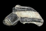 Rare British Dinosaur (Hypsilophodon) Vertebrae & Ribs (#92550) For ...