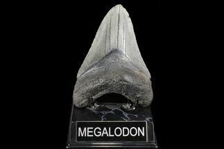 Megalodon Size: How Big Was The Megalodon Shark? - FossilEra.com