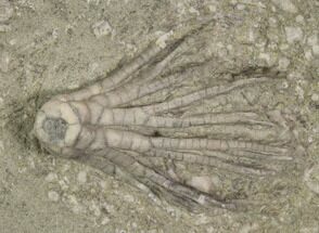 About Crinoids - FossilEra.com