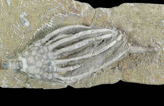 About Crinoids - FossilEra.com
