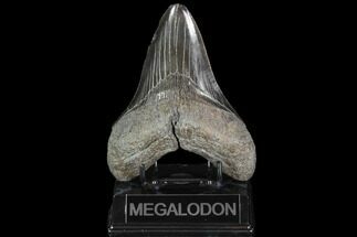 Megalodon Size: How Big Was The Megalodon Shark? - FossilEra.com