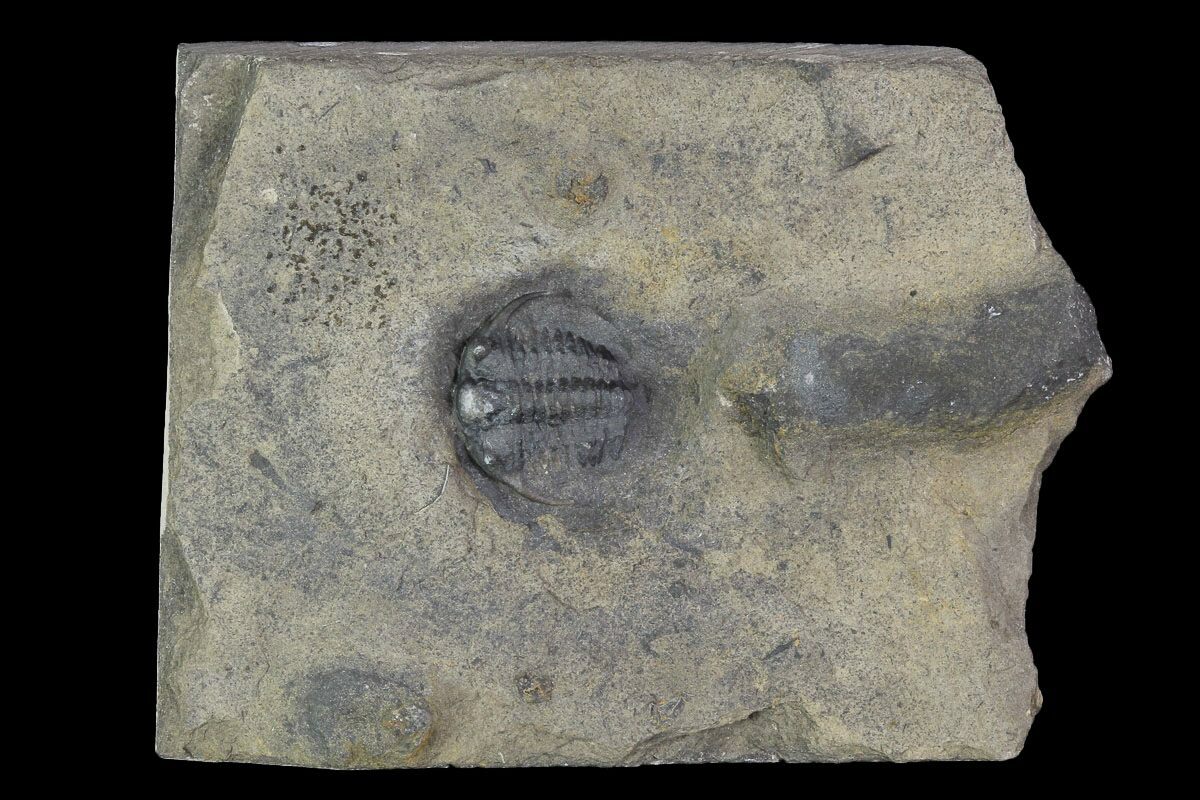Bargain, .55" Ceraurus Trilobite - Walcott-Rust Quarry, NY (#96023) For ...