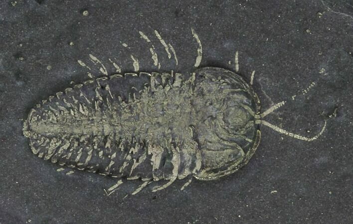 Pyritized Triarthrus Trilobite With Eggs - New York (#93049) For Sale ...