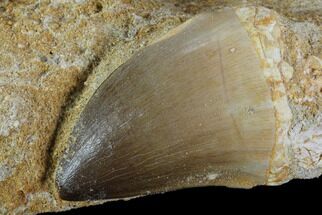 Mosasaurus & Mosasaurs - FossilEra.com