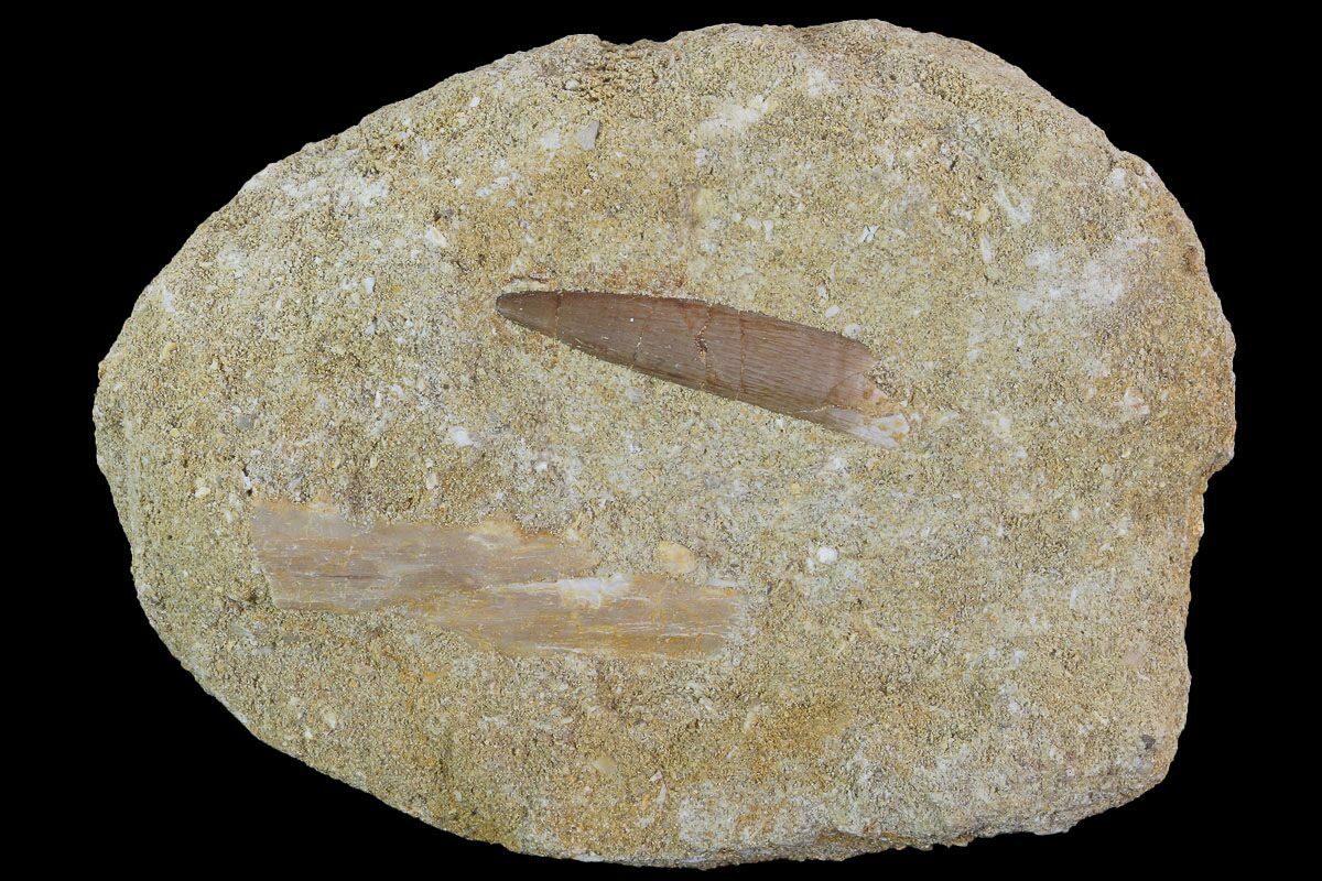 1.35" Fossil Plesiosaur (Zarafasaura) Tooth In Matrix - Morocco (#95102 ...
