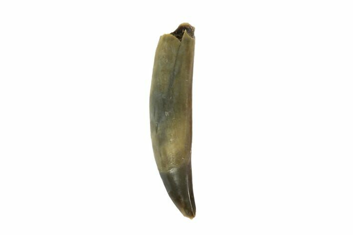 .67" Rooted, Cretaceous, Marsupial (Didelphodon?) Tooth - Montana ...