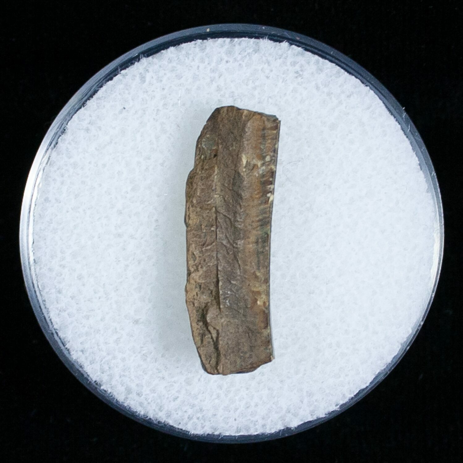 T-Rex Tooth Fragment (#6955) For Sale - FossilEra.com