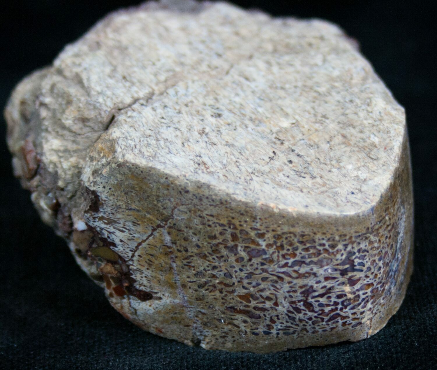 Agatized Dinosaur Bone Chunk (Polished) (#6966) For Sale - FossilEra.com