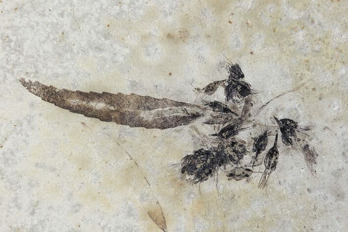 Eocene Fossil Winged Fruit (Samara) - Green River, Utah (#97503) For ...