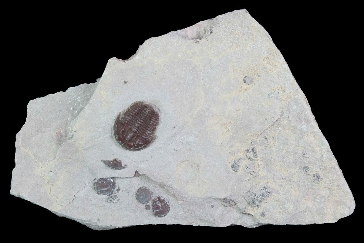 Bolaspidella Trilobite From Wheeler Shale, Utah (#97212) For Sale ...