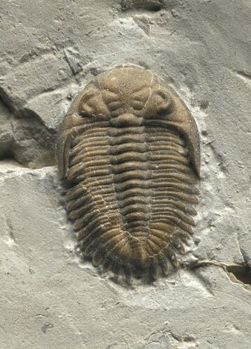 Wonderfully Preserved Greenops - Arkona (#7131) For Sale - FossilEra.com
