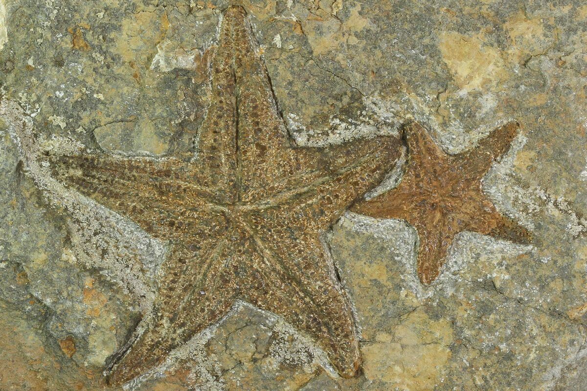 Starfish (Petraster?) Fossil Multiple Plate - Ordovician (#100084) For ...