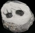 Double "Devil Horn" Cyphaspis Trilobite (#7147) For Sale - FossilEra.com