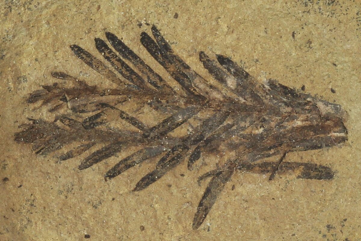 Metasequoia (Dawn Redwood) Fossil - Montana For Sale (#102334 ...