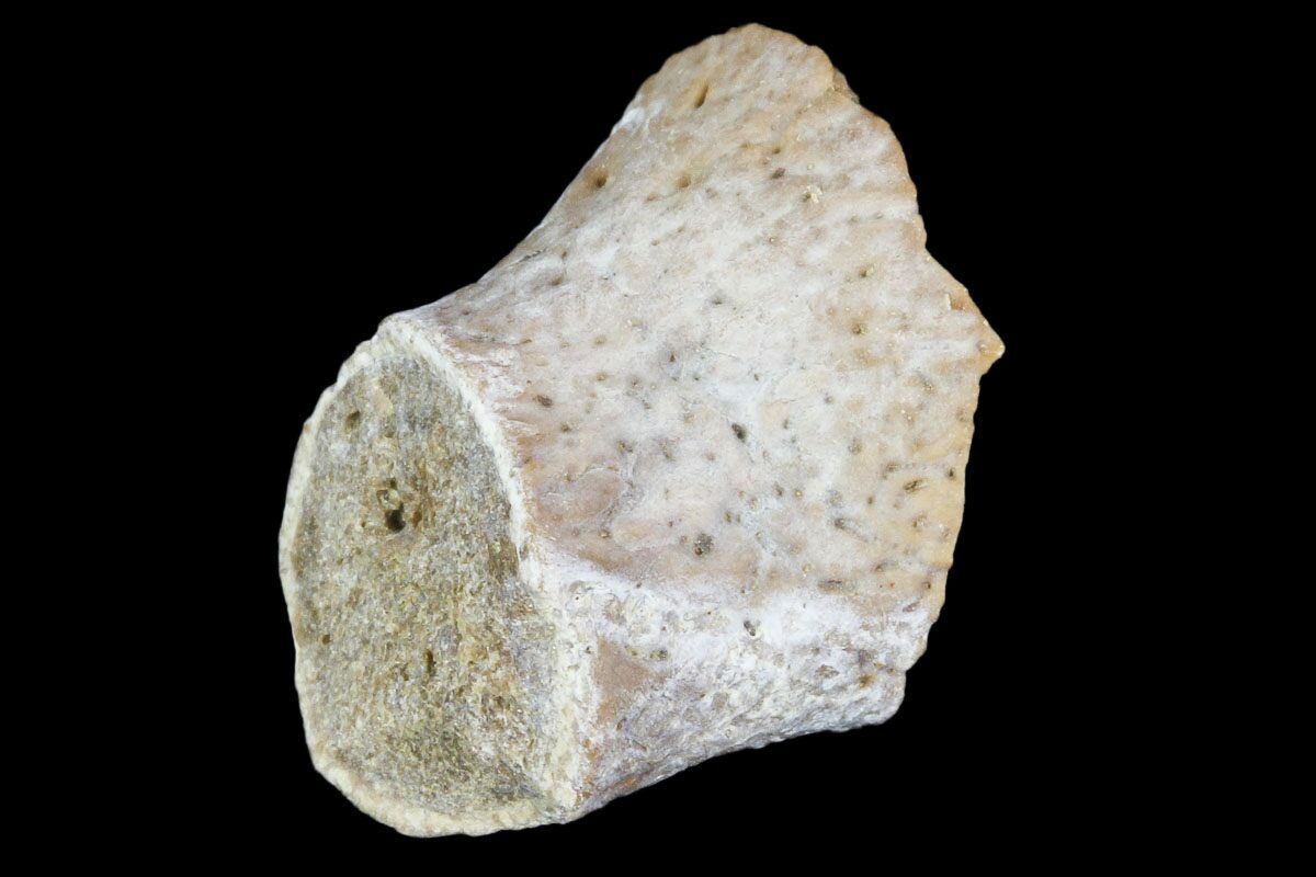 .2" Fossil Phytosaur Toe Bone Fragment - Arizona (#102470) For Sale ...
