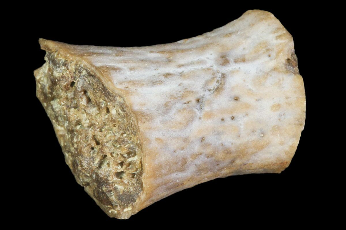 .15" Fossil Phytosaur Toe Bone Fragment - Arizona (#102471) For Sale ...