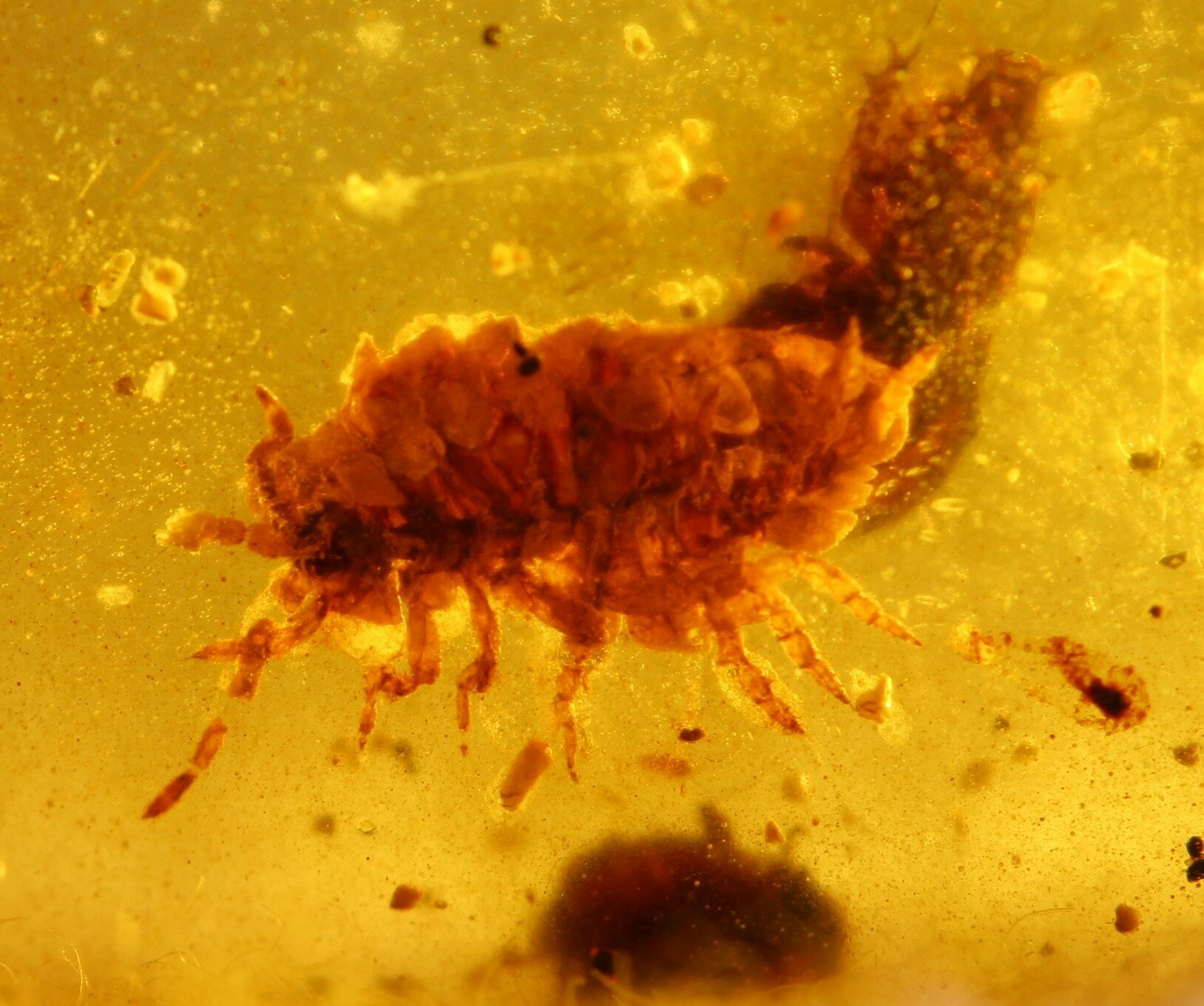Siphonaptera Fleas