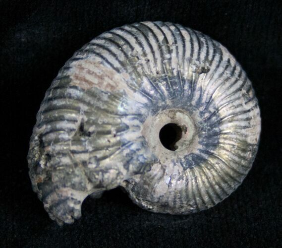 Pyritized Ammonite From Russia - 1" (#7293) For Sale - FossilEra.com