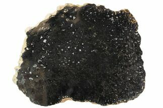 Large 6.2" Nautilus (Cenoceras) Fossil - France For Sale (#10976 ...