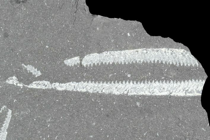 3.5" Fossil Graptolite (Didymograptus) Plate - Great Britain (#103468 ...
