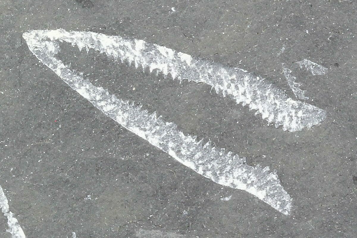 4" Fossil Graptolite Cluster (Didymograptus) - Great Britain (#103473 ...
