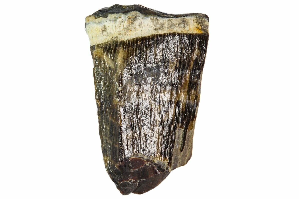 .9" Fossil Mosasaur Tooth - North Sulfur River, Texas (#104331) For ...