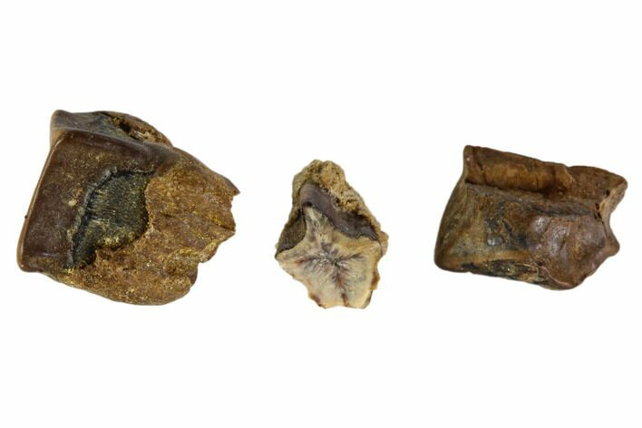 Three Fossil Hadrosaur Teeth - Montana (#103705) For Sale - FossilEra.com