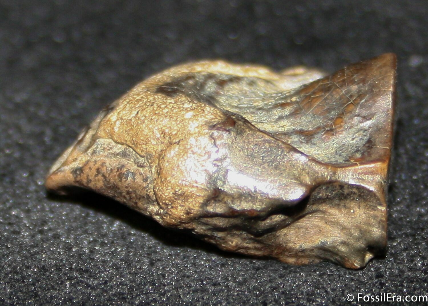 Triceratops Tooth (#1138) For Sale - FossilEra.com