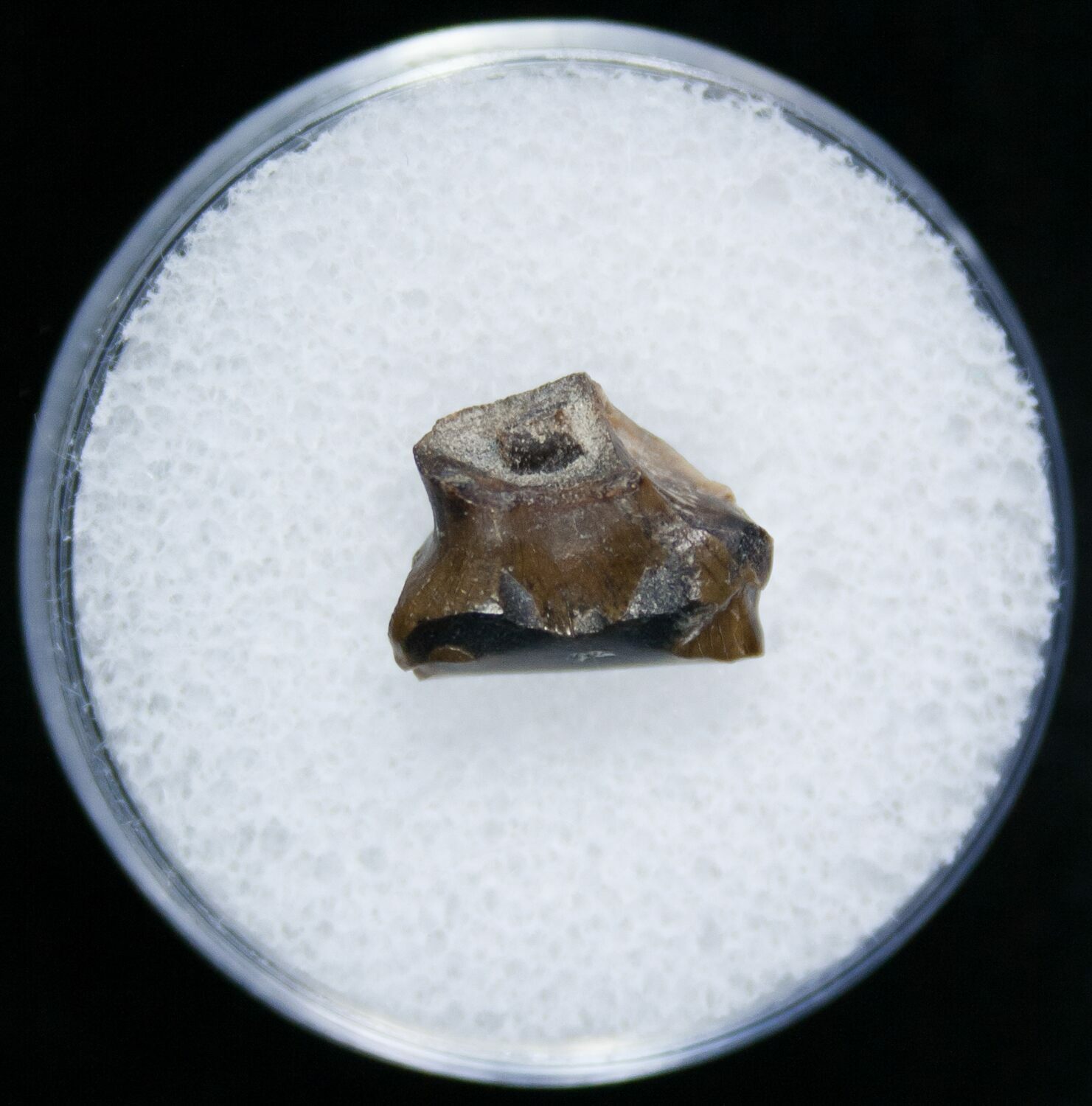 Ankylosaur Tooth - Montana (#7413) For Sale - FossilEra.com