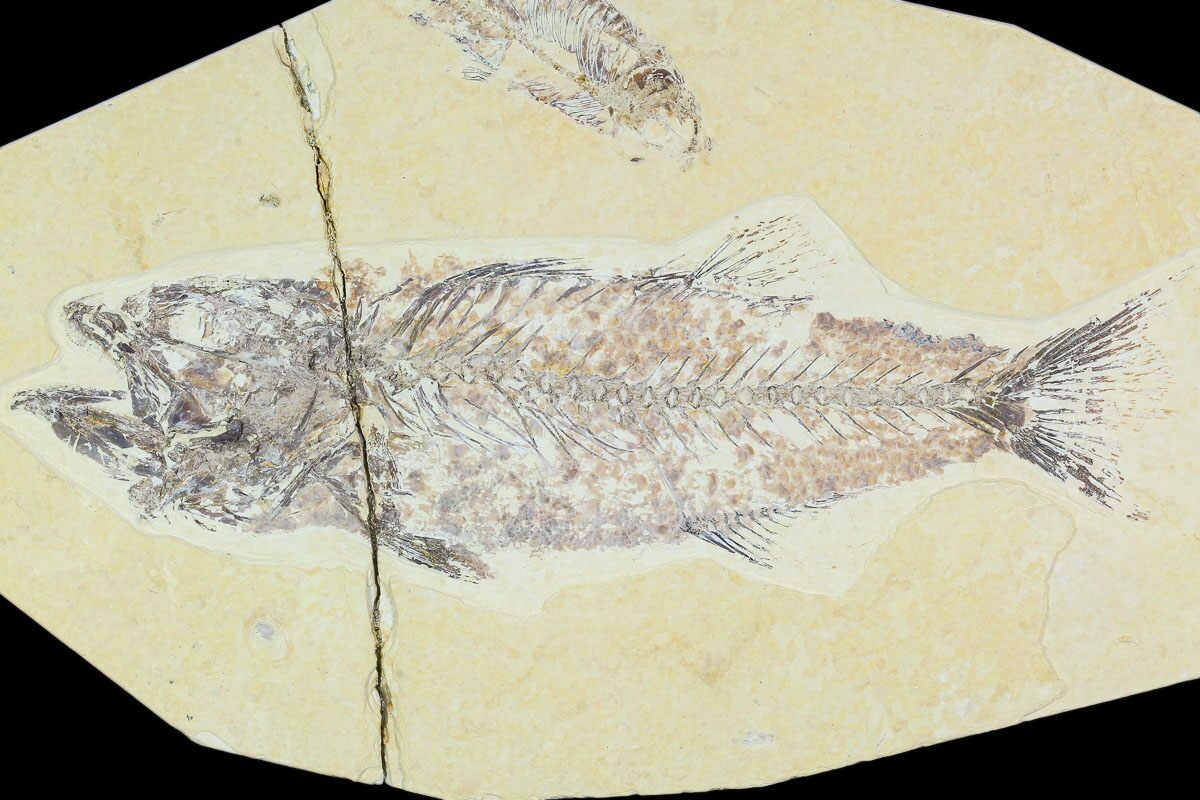 Bargain, 9" Mioplosus Fossil Fish - Uncommon Species (#105431) For Sale ...