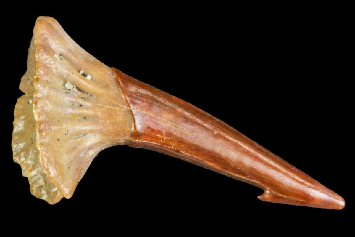 .87" Cretaceous Giant Sawfish (Onchopristis) Rostral Barb For Sale ...