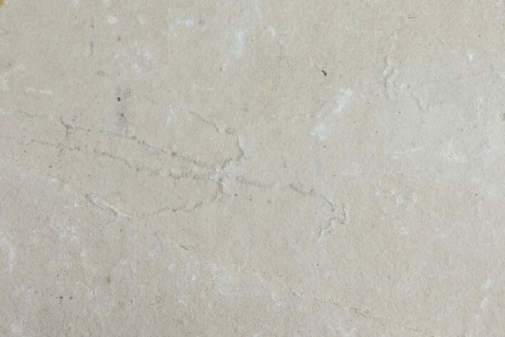 2.3" Cretaceous Brittle Star (Geocoma) Fossil - Lebanon (#106168) For ...
