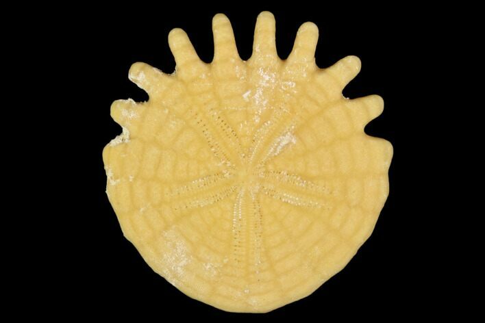 1.5" Fossil Sand Dollar (Heliophora) - Boujdour Province, Morocco ...