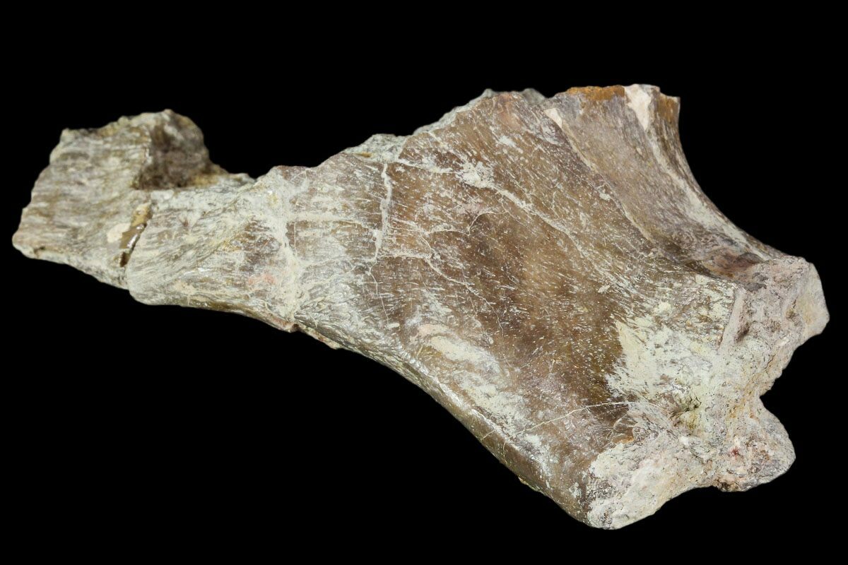 3.2" Fossil Synapsid, Dimetrodon or Edaphosaurus Skull Section - Texas ...