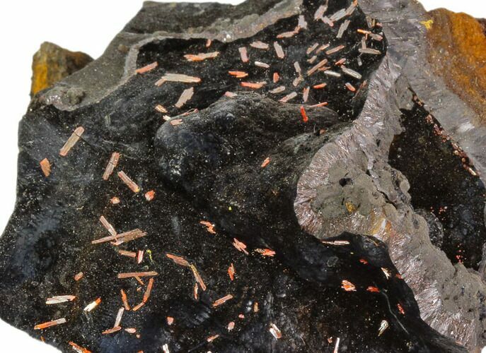 2.8" Orange Crocoite Crystals On Goethite - Tasmania (#103802) For Sale ...