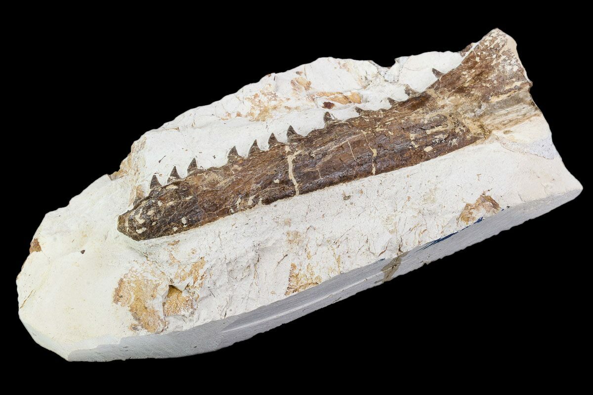 5.8" Fossil Mosasaur (Tethysaurus) Jaw Section - Goulmima, Morocco For ...