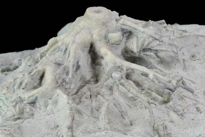 2.2" Wide Crinoid (Eucalyptocrinus) Holdfast - Indiana (#106276) For ...