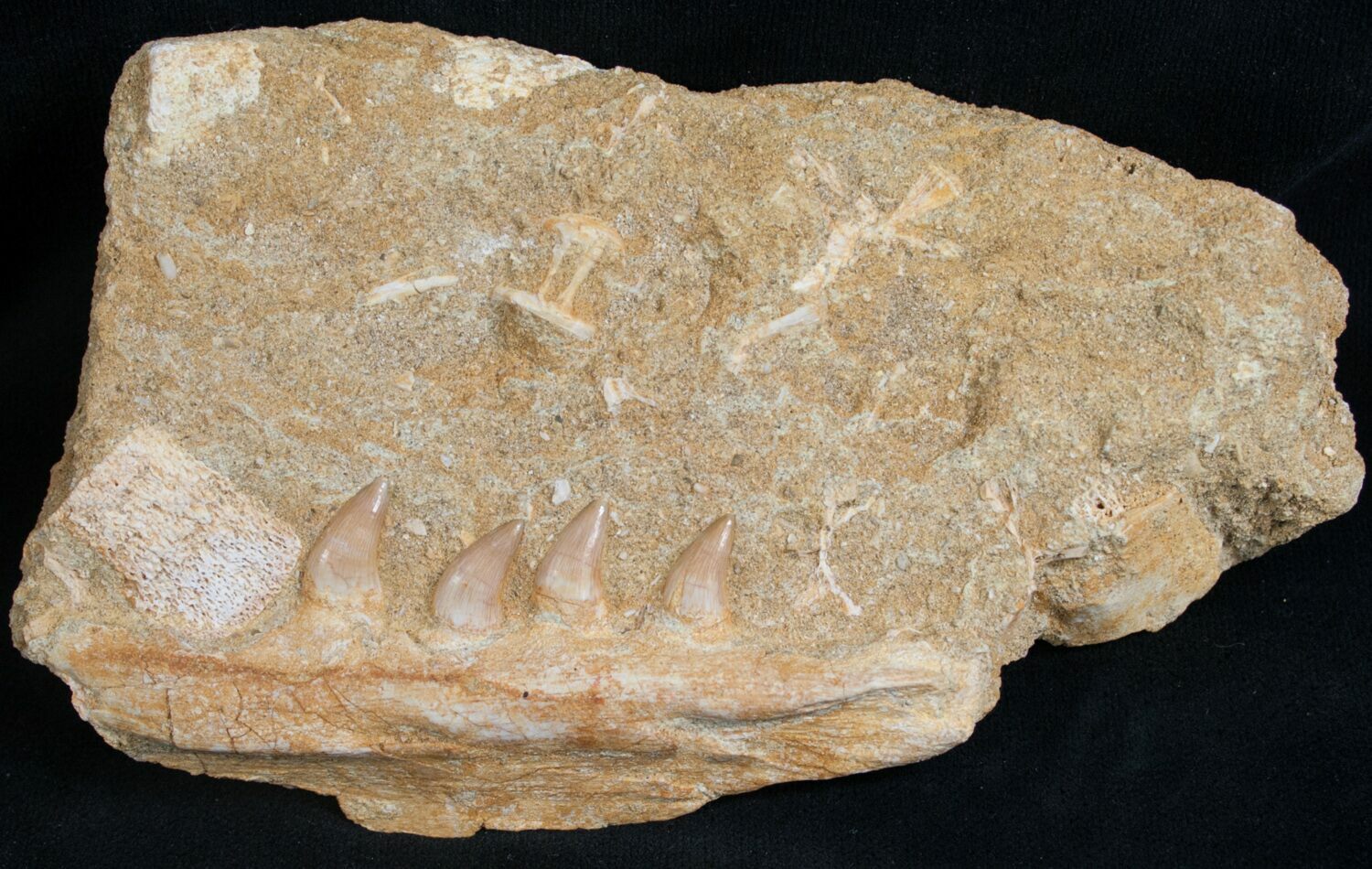 Halisaurus (Mosasaur) Jaw Section With 4 Teeth (#7819) For Sale ...