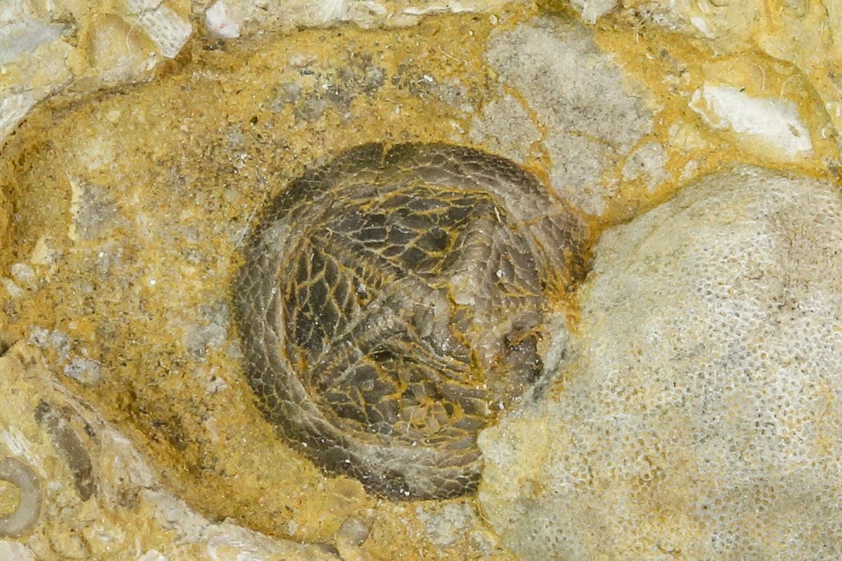 .3" Edrioasteroid (Isorophusella) - Ontario (#110545) For Sale ...