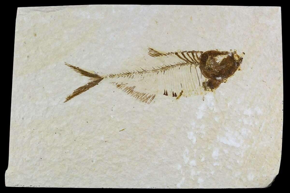 Bargain, 3.3" Fossil Fish Plate (Diplomystus) - Wyoming (#111253) For ...