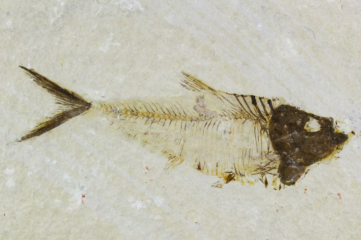 Bargain, 3.1" Fossil Fish Plate (Diplomystus) - Wyoming (#111254) For ...