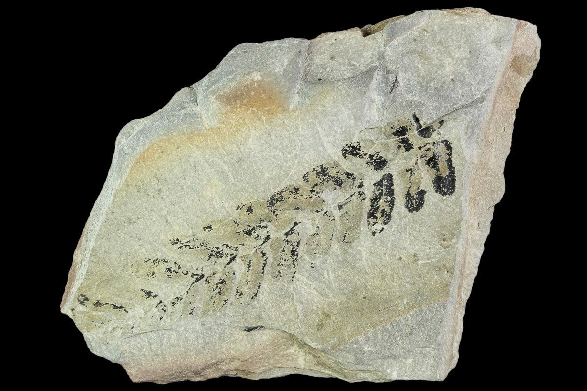 Bargain, 2.8" Pennsylvanian Fern (Neuropteris) - Kentucky (#112865) For ...