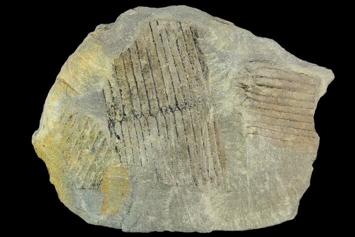 3.3" Pennsylvanian Fossil Horsetail (Calamites) Plate - Kentucky ...
