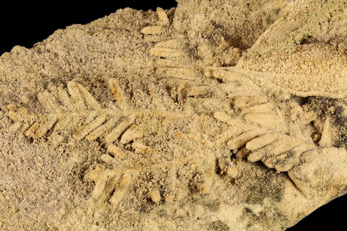 8.2" Fossil Pine Branches and Leaves In Travertine - Austria (#113061 ...