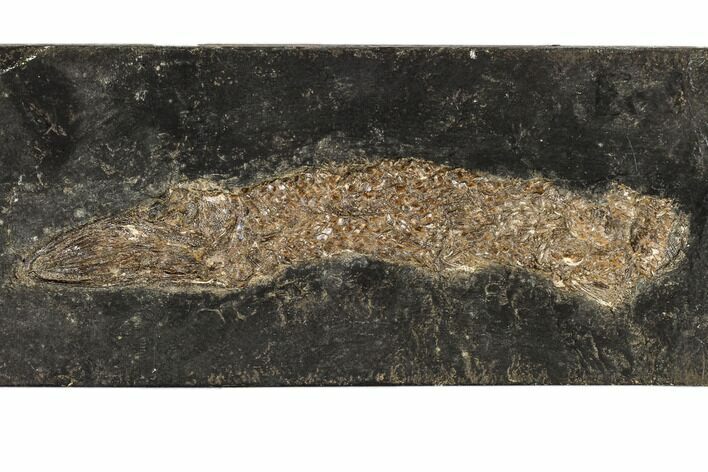 8.1" Eocene Garfish (Atractosteus) - Messel Shale, Germany (#113179 ...